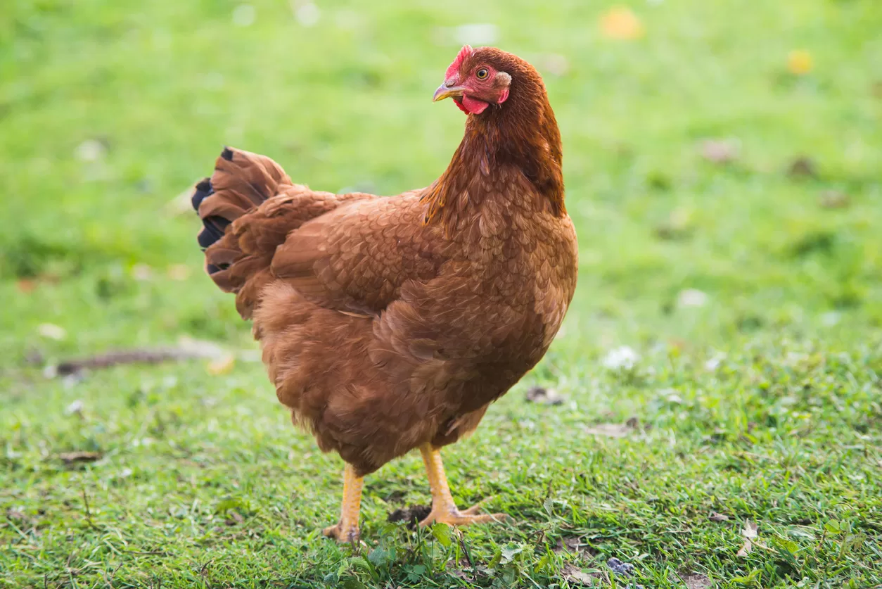 Partridge Chantecler Chicken