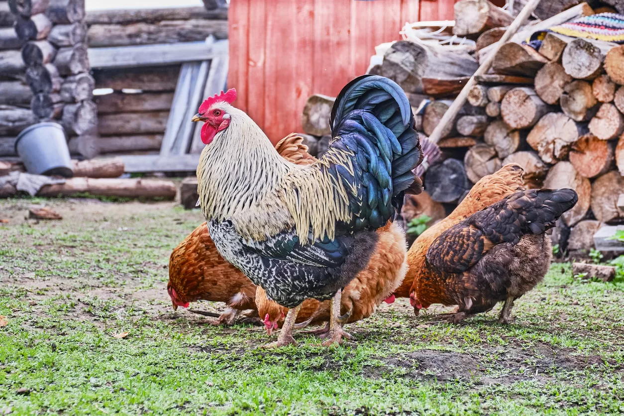 Choosing Chickens – Are Roosters Right for You? – CoopCrate