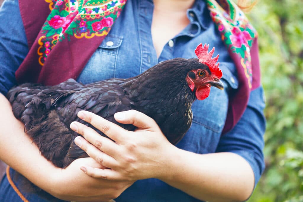 Tips for Handling Your Chickens Properly – CoopCrate