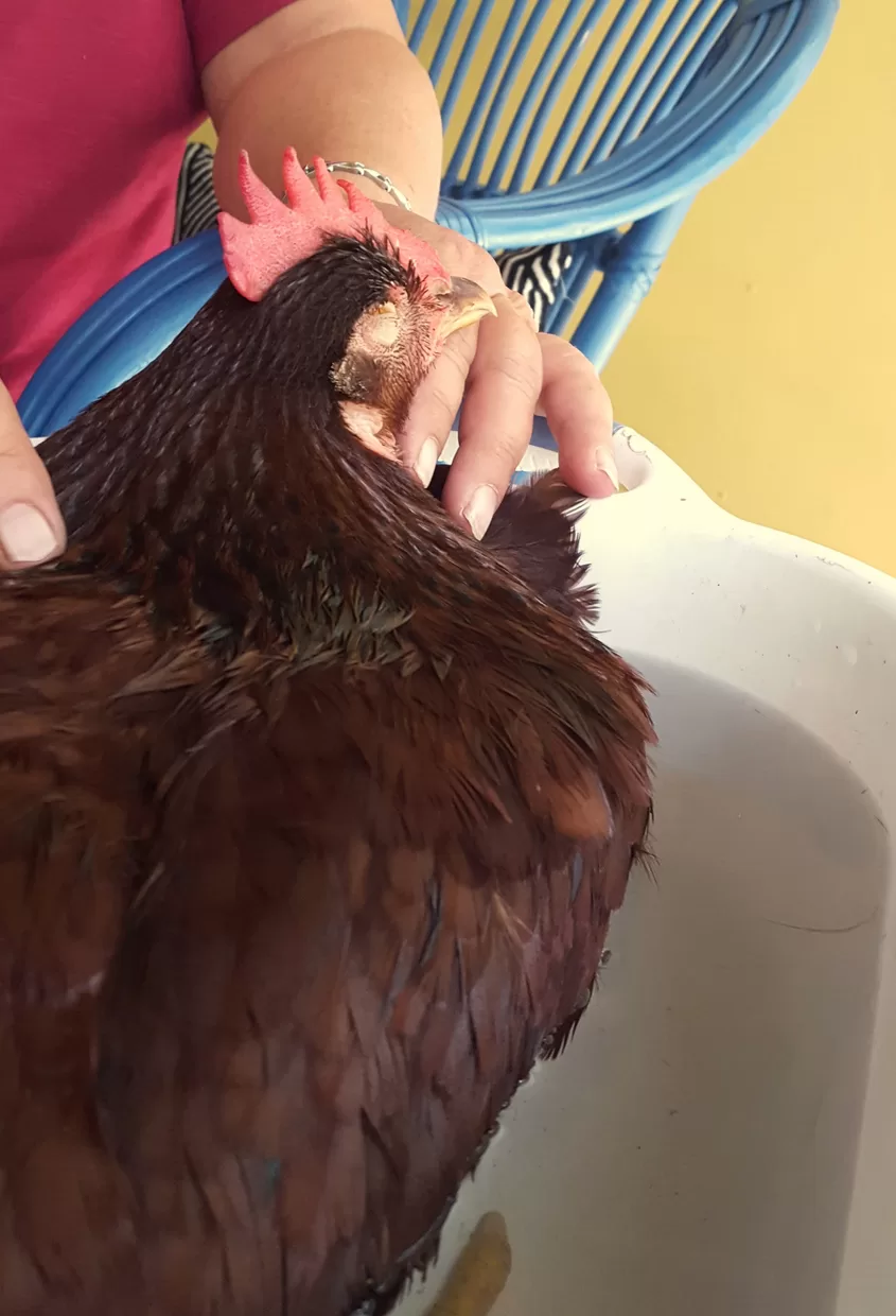When should you bathe your chickens? – CoopCrate