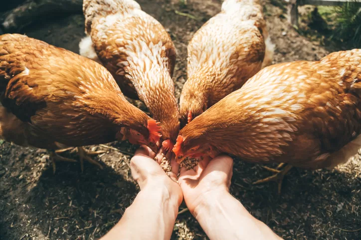 7 Ways To Keep Your Chickens Happy – CoopCrate