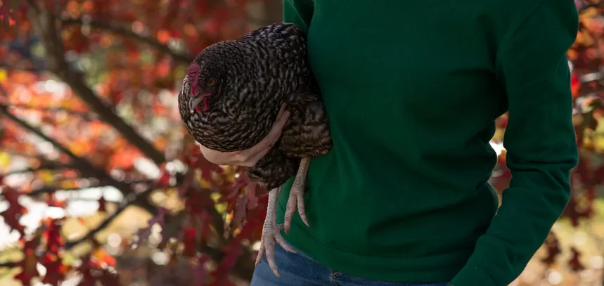 5 Ways Your Chickens Are Saying “I Love You” – CoopCrate