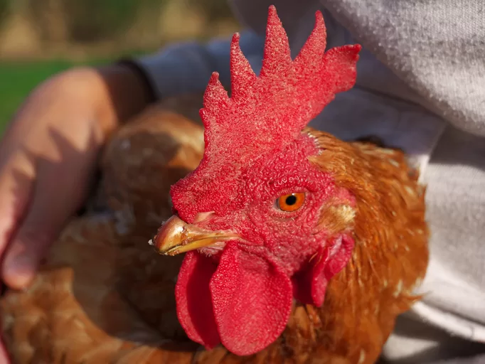 5 Ways Your Chickens Are Saying “I Love You” – CoopCrate