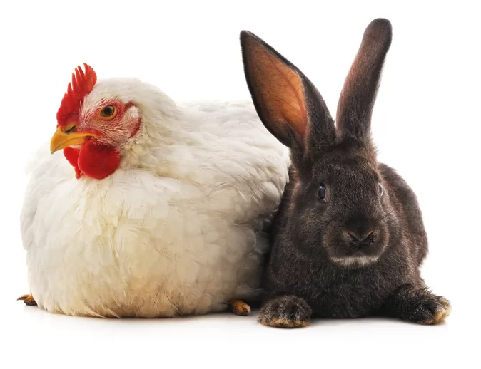 4 Pets That Make Great Companions For Chickens – CoopCrate