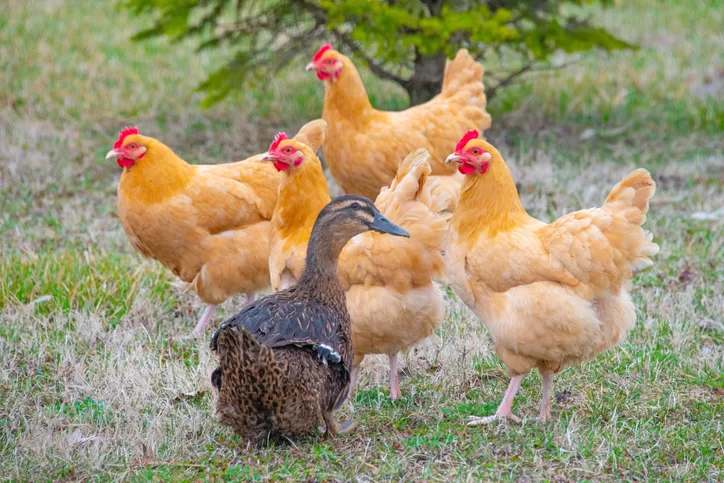 4 Pets That Make Great Companions For Chickens – CoopCrate