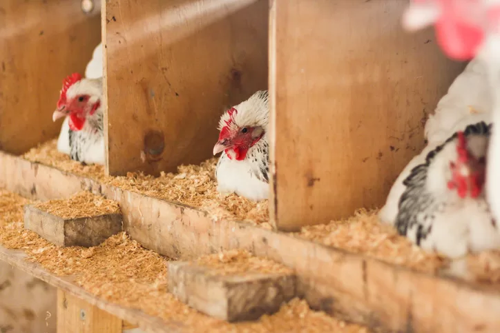How To Identify Mites & Lice in Chickens – CoopCrate