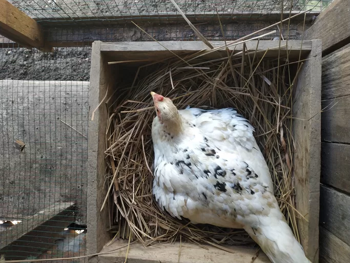 Tips For Moving Your Chickens To A New Coop – CoopCrate