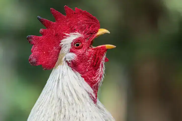 Crowing Rooster Head