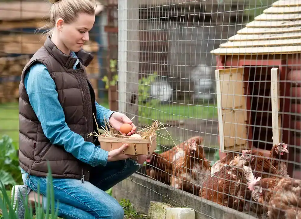 30 Gifts Ideas For Backyard Chicken Owners Coopcrate