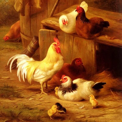 A Brief History of Chickens – CoopCrate