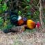 A Brief History of Chickens – CoopCrate