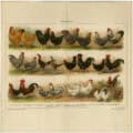 A Brief History of Chickens – CoopCrate