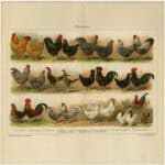 A Brief History of Chickens – CoopCrate
