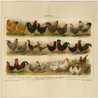 A Brief History of Chickens – CoopCrate
