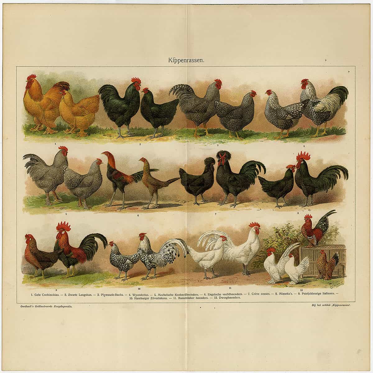 A Brief History of Chickens – CoopCrate