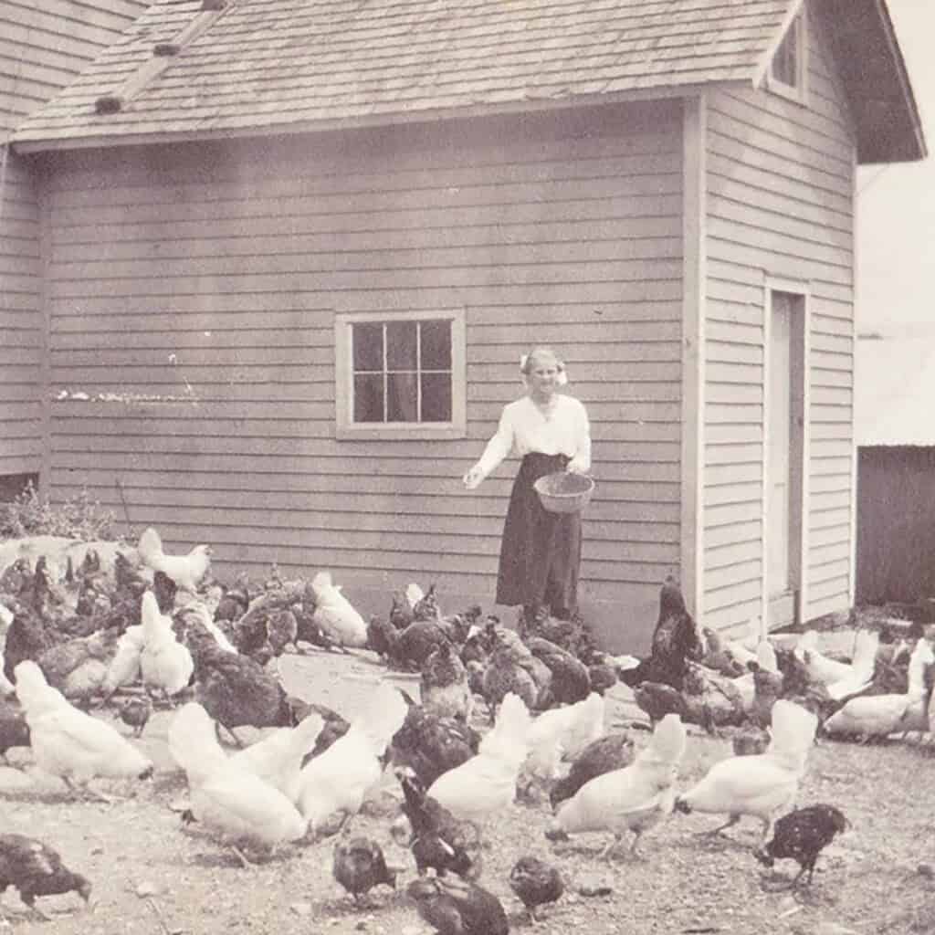 A Brief History of Chickens – CoopCrate