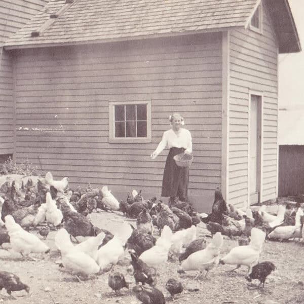 A Brief History of Chickens – CoopCrate