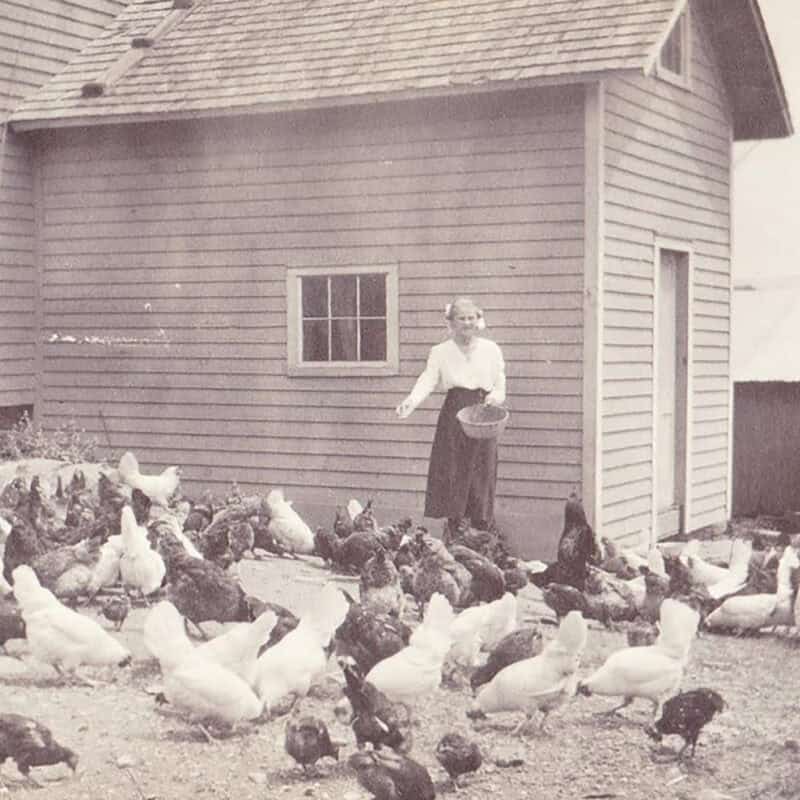 A Brief History of Chickens – CoopCrate