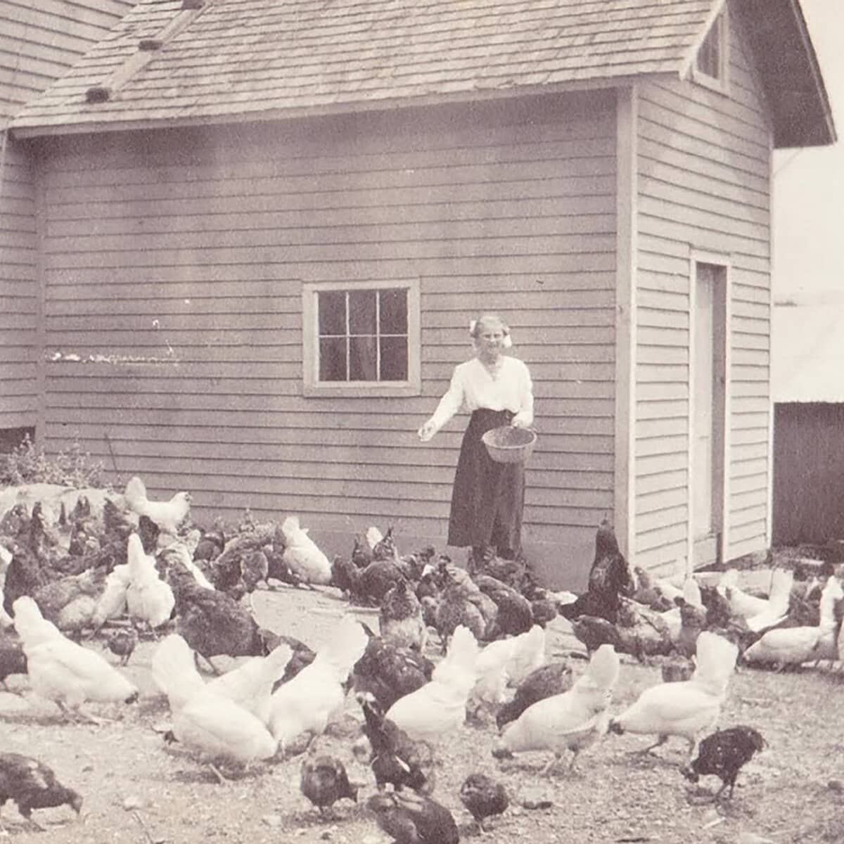 A Brief History of Chickens – CoopCrate