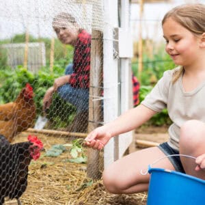 A Brief History of Chickens – CoopCrate