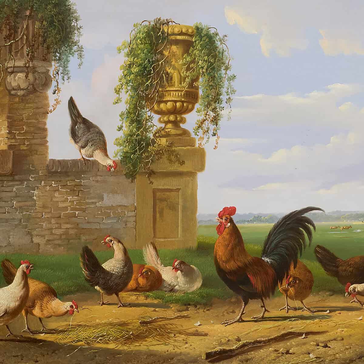 A Brief History of Chickens – CoopCrate
